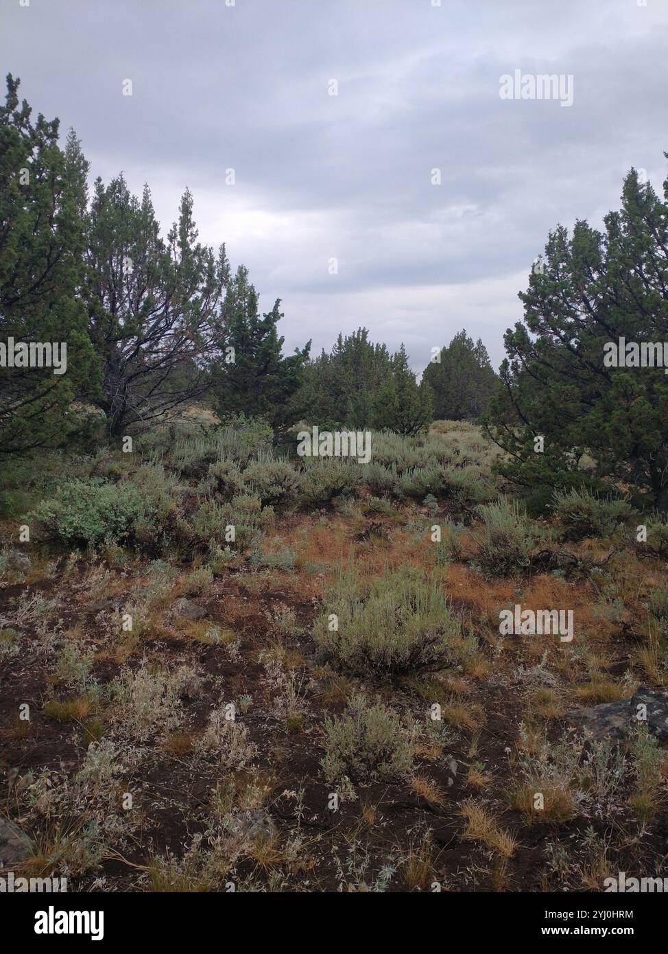 Big Sagebrush (Artemisia tridentata Stock Photo - Alamy
