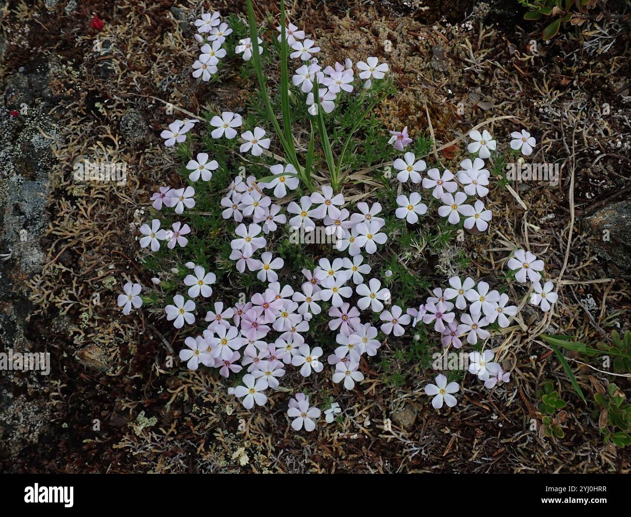spreading phlox (Phlox diffusa Stock Photo - Alamy