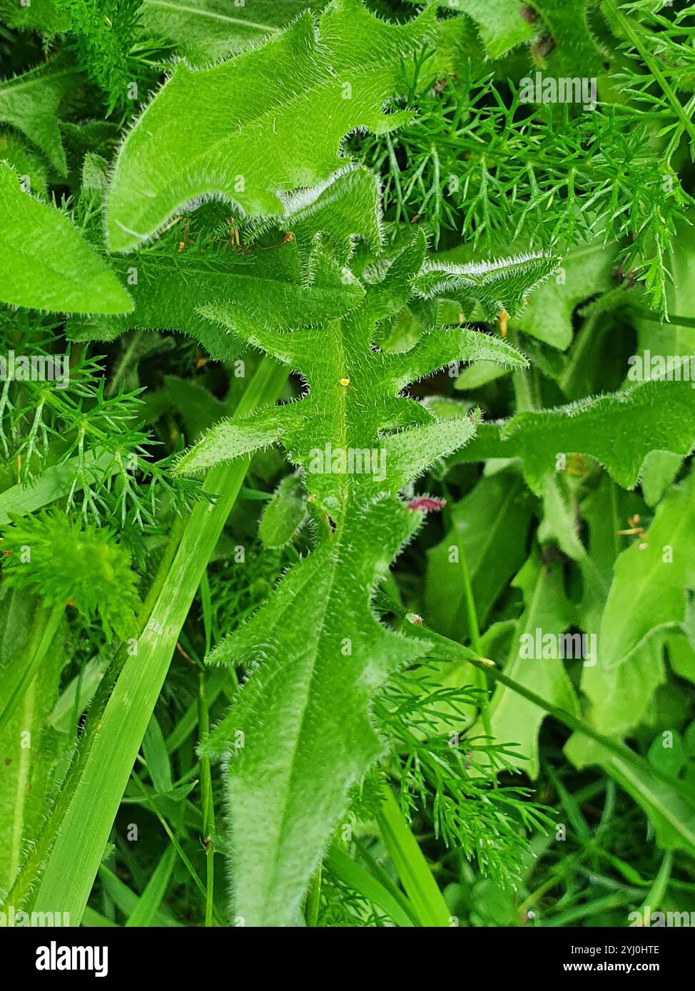 Rough Hawkbit (Leontodon hispidus Stock Photo - Alamy