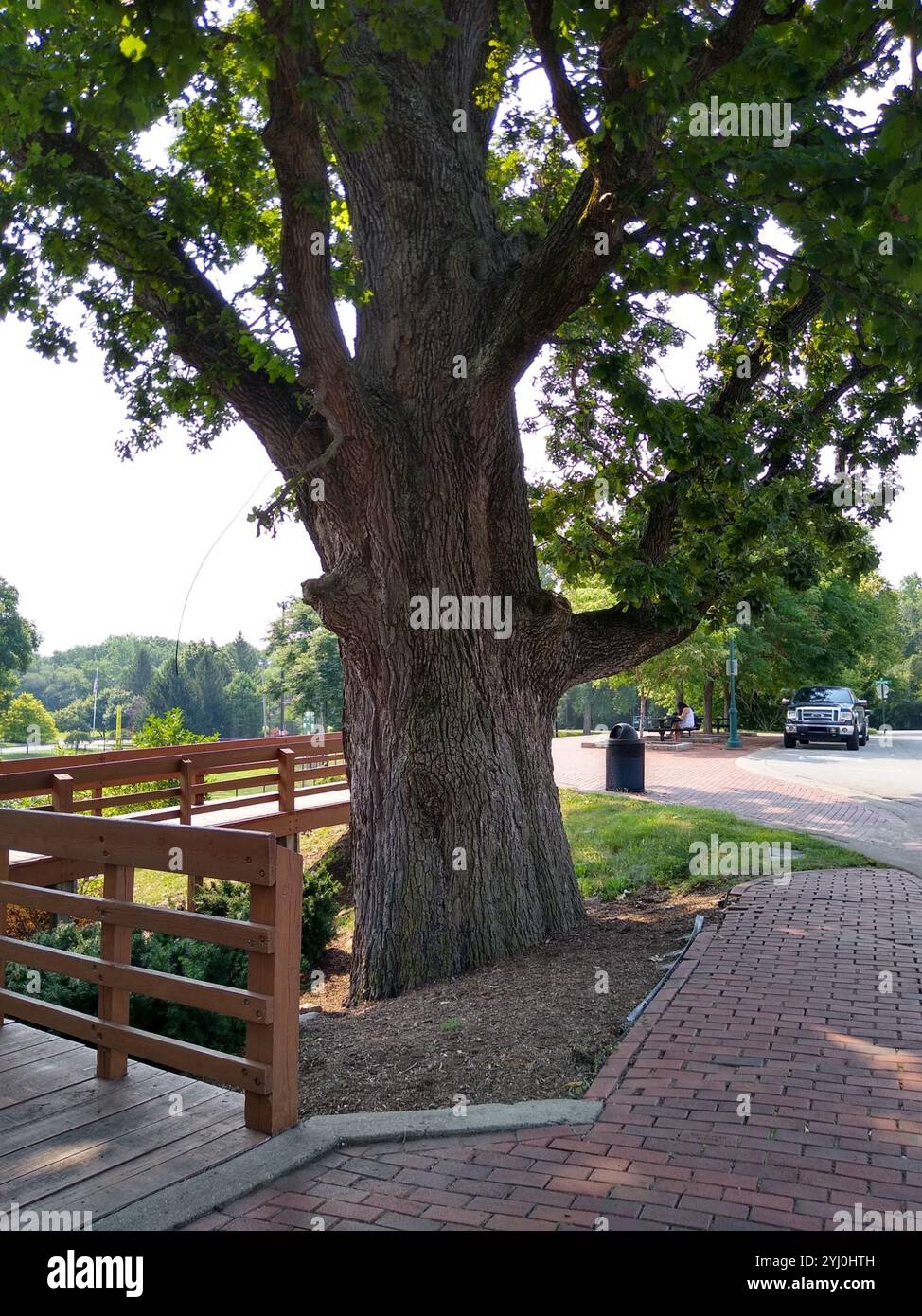 bur oak (Quercus macrocarpa Stock Photo - Alamy