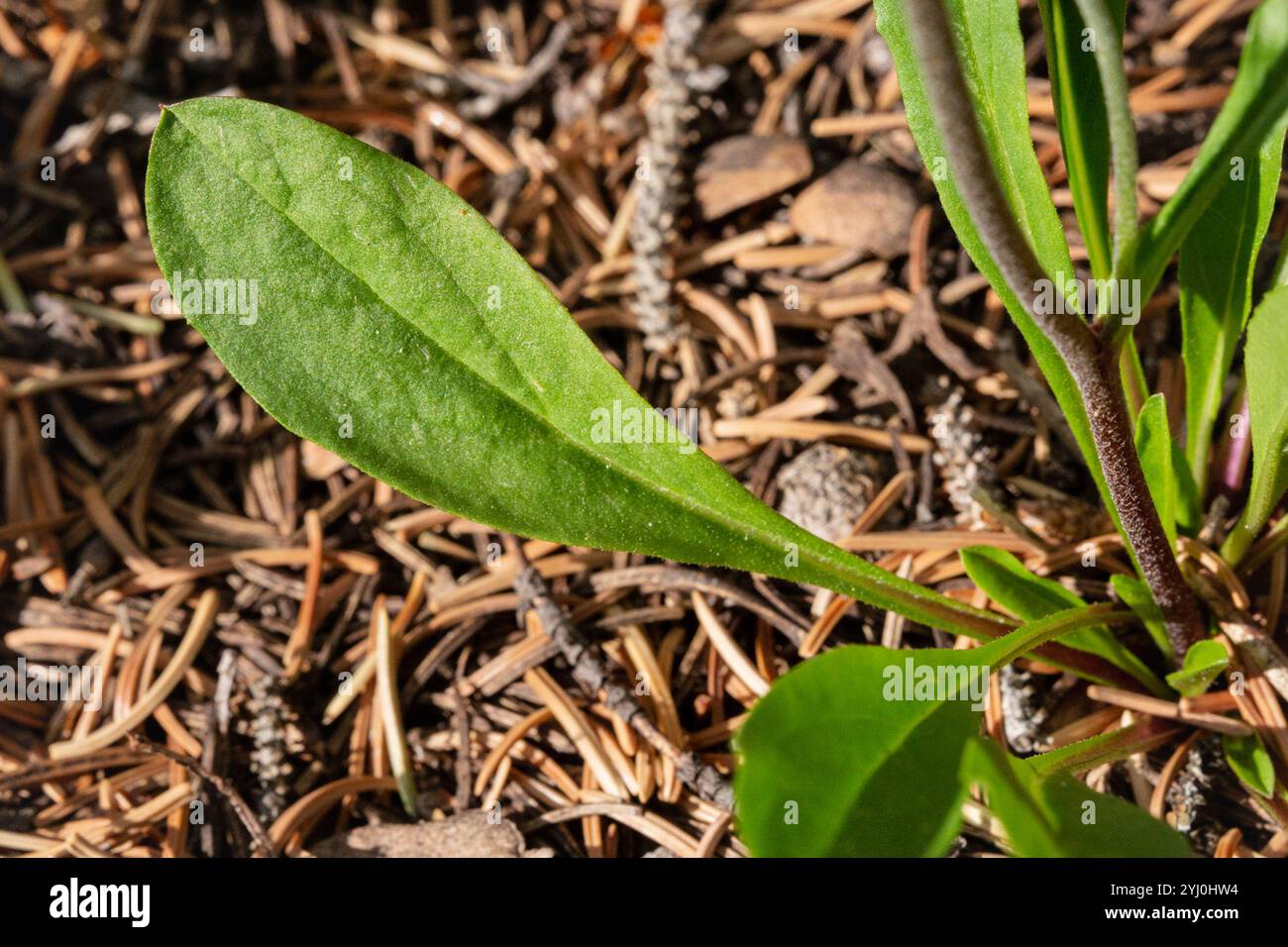 alpine hawkweed (Pilosella tristis Stock Photo - Alamy