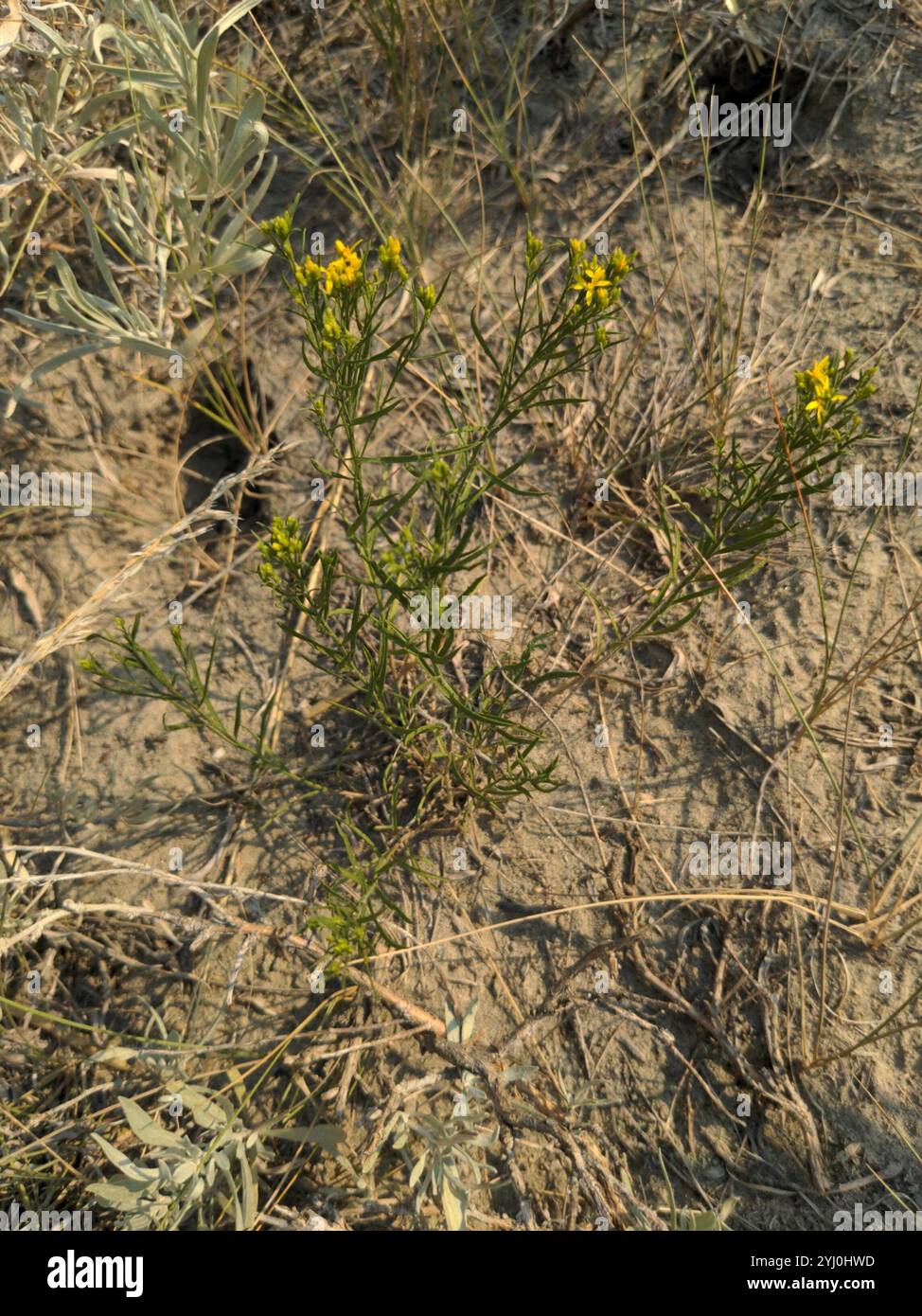 Broom Snakeweed (Gutierrezia sarothrae Stock Photo - Alamy
