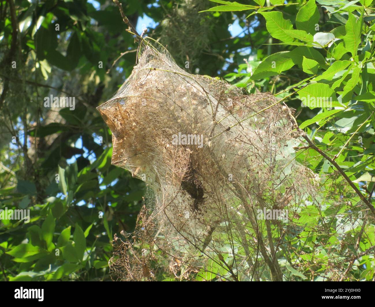 Fall Webworm Moth (Hyphantria cunea Stock Photo - Alamy