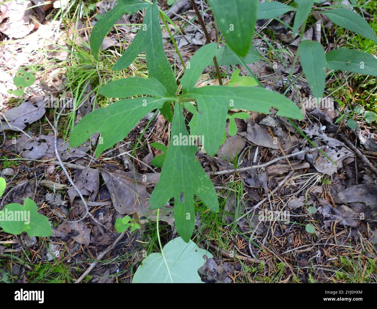 three-leaved rattlesnake root (Nabalus trifoliolatus Stock Photo - Alamy