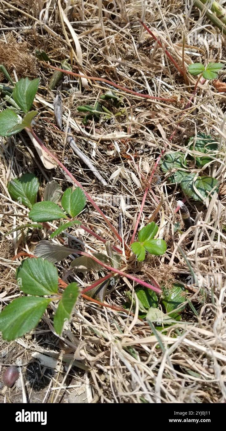 Beach strawberry fragaria chiloensis hi-res stock photography and ...