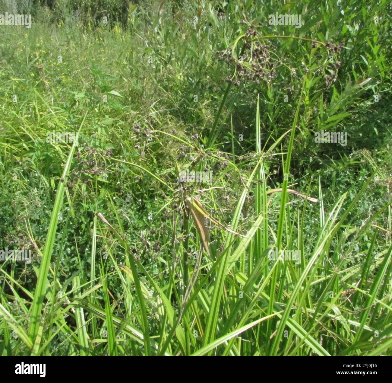 Wood Club-rush (Scirpus sylvaticus Stock Photo - Alamy