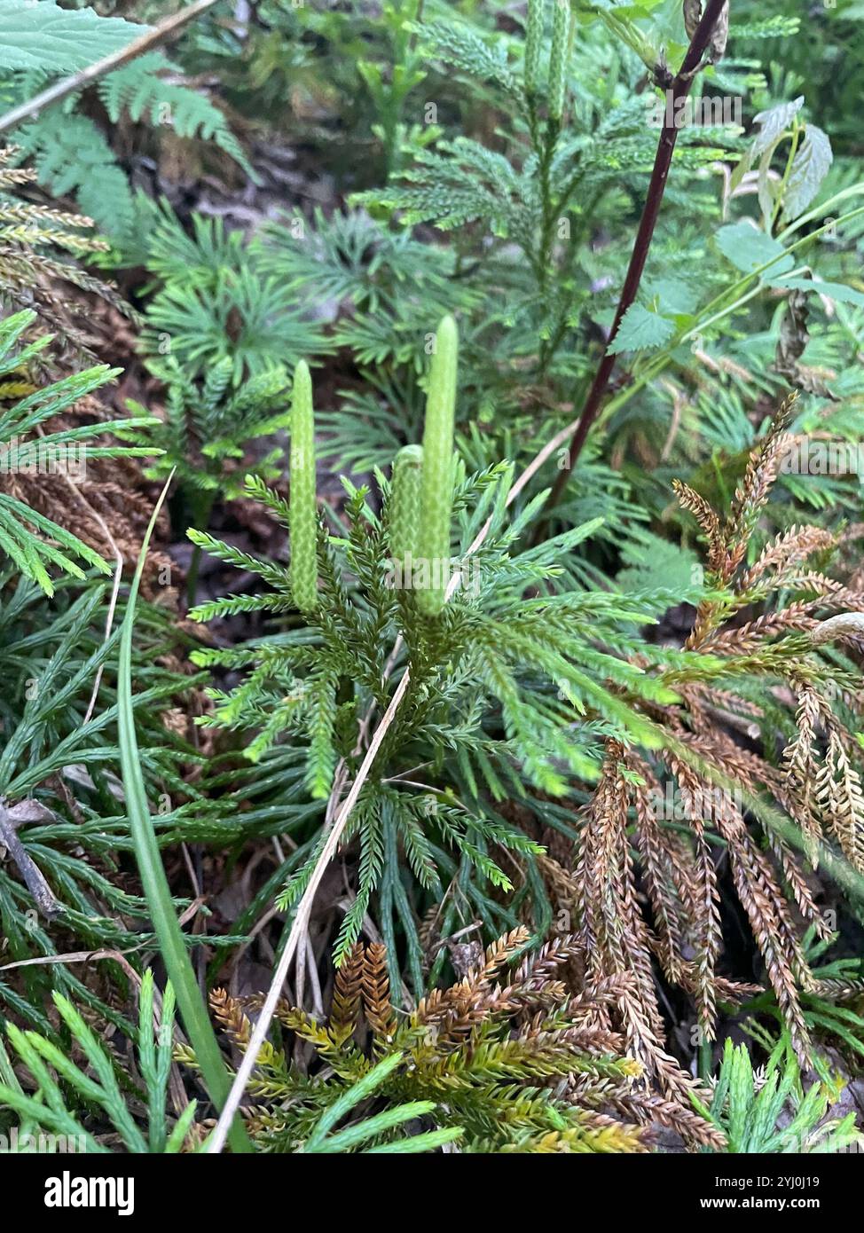 fan clubmoss (Diphasiastrum digitatum Stock Photo - Alamy