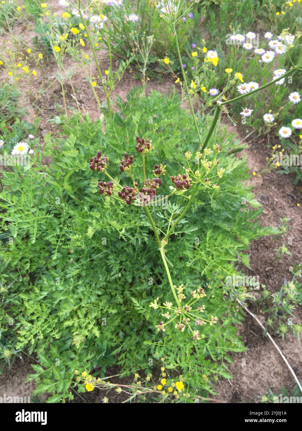Osha (Ligusticum porteri Stock Photo - Alamy
