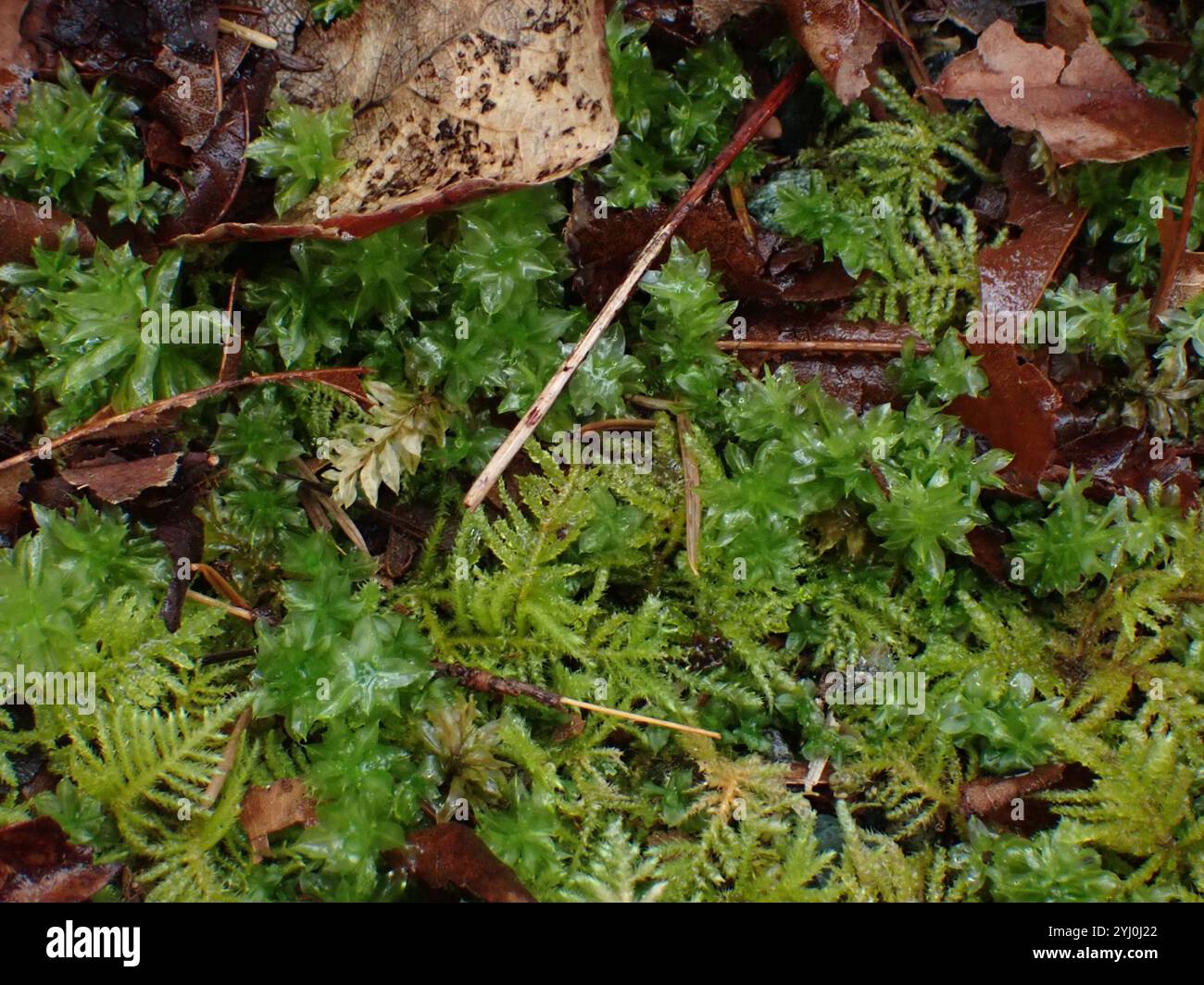 Badge Moss (Plagiomnium insigne Stock Photo - Alamy