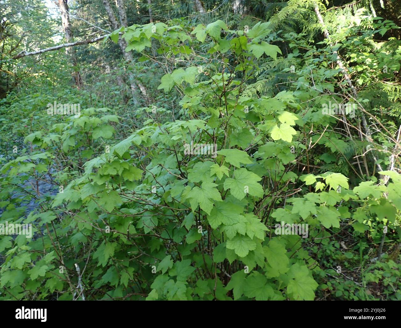 thimbleberry (Rubus parviflorus Stock Photo - Alamy