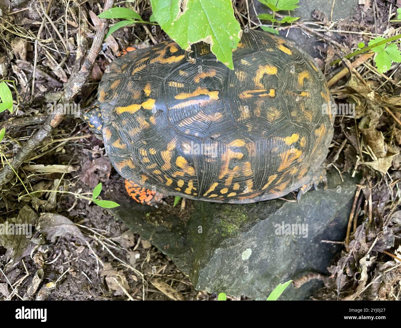 Eastern Box Turtle (Terrapene carolina carolina Stock Photo - Alamy