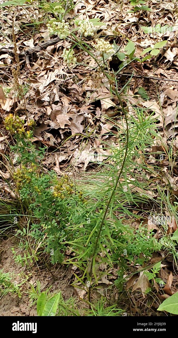 whorled milkweed (Asclepias verticillata Stock Photo - Alamy