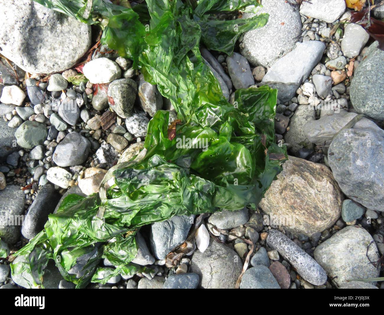 Broadleaf Sea Lettuce (Ulva lactuca Stock Photo - Alamy