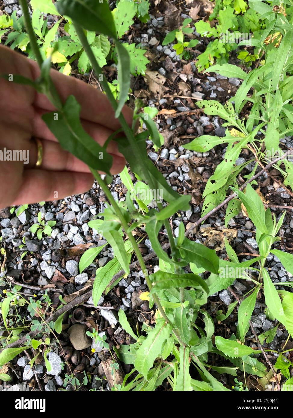 Wall hawkweed (Hieracium murorum Stock Photo - Alamy