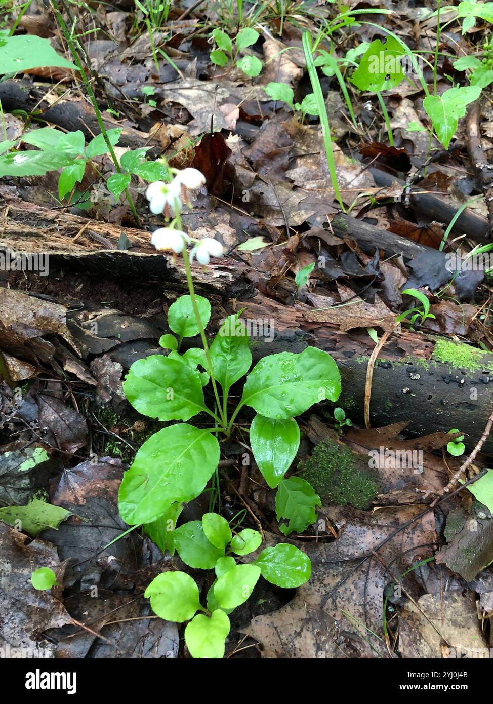 shinleaf (Pyrola elliptica Stock Photo - Alamy