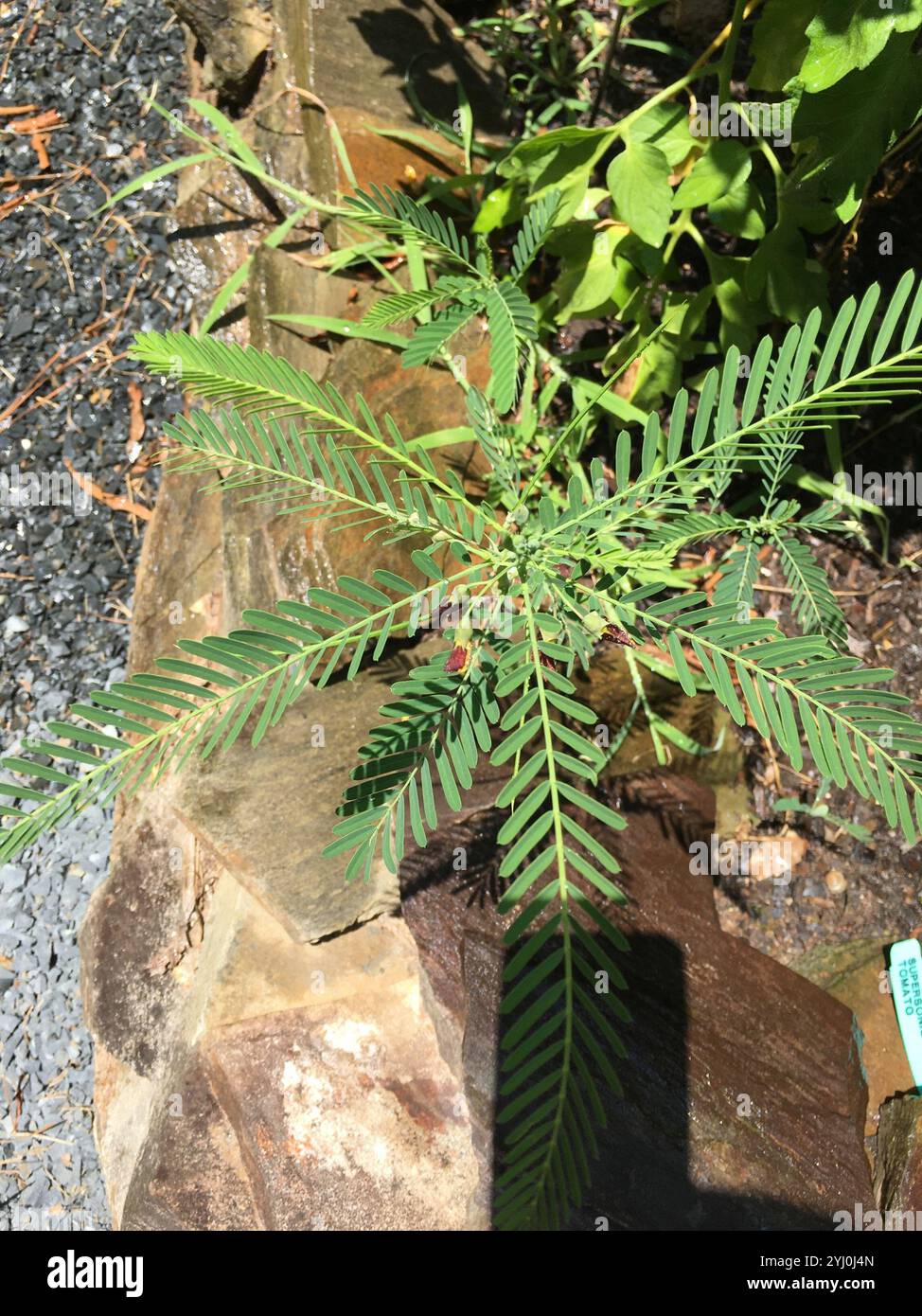 bigpod sesbania (Sesbania herbacea Stock Photo - Alamy