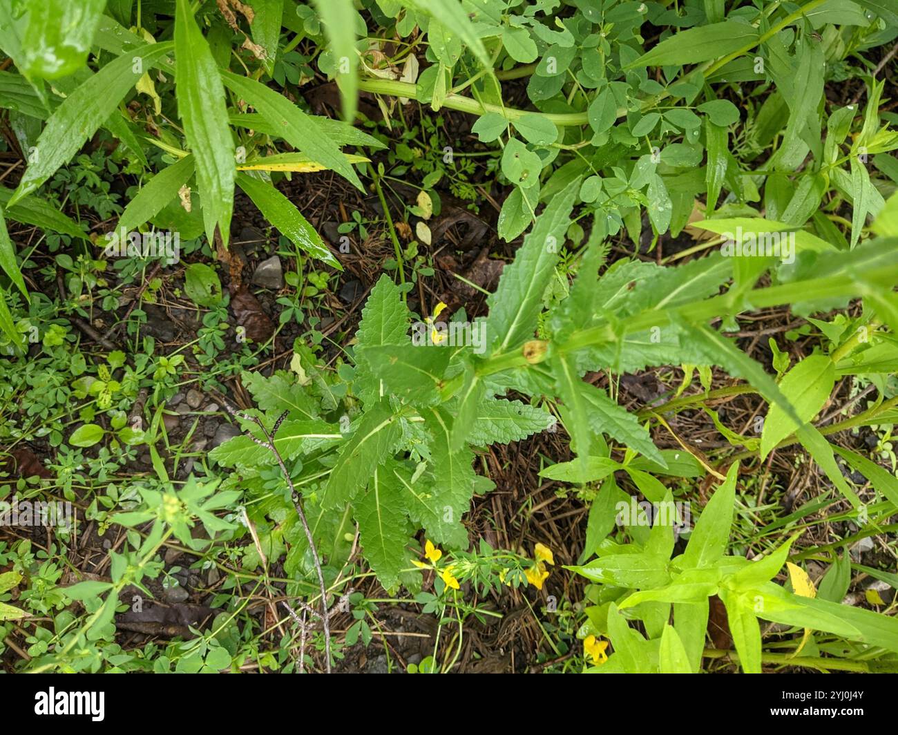 moth mullein (Verbascum blattaria Stock Photo - Alamy
