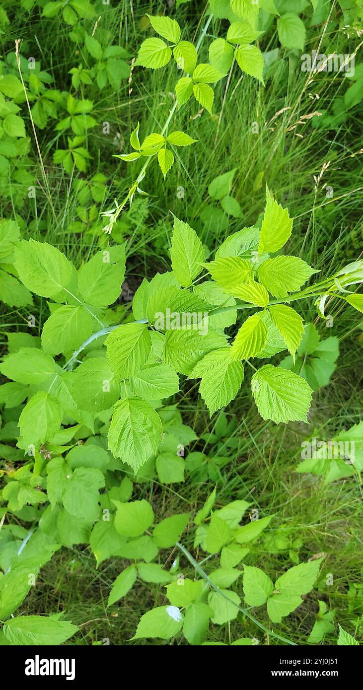 black raspberry (Rubus occidentalis Stock Photo - Alamy