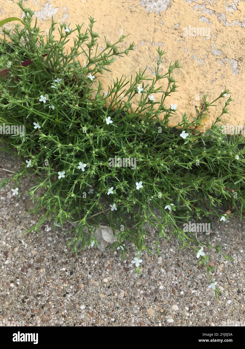 Rust Weed (Polypremum procumbens Stock Photo - Alamy