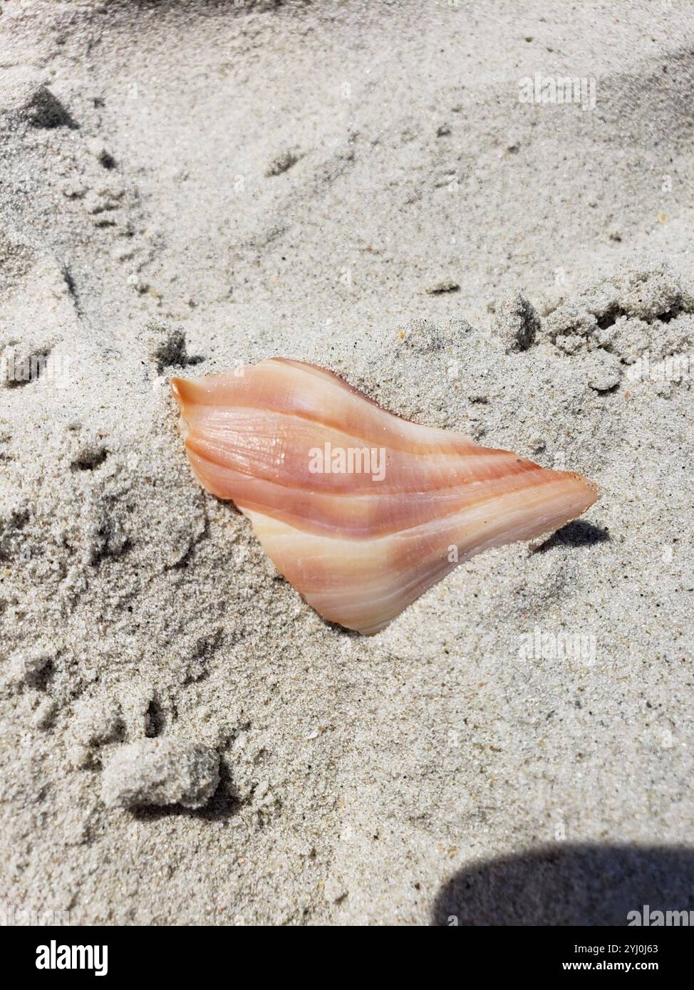 Knobbed Whelk (Busycon carica Stock Photo - Alamy