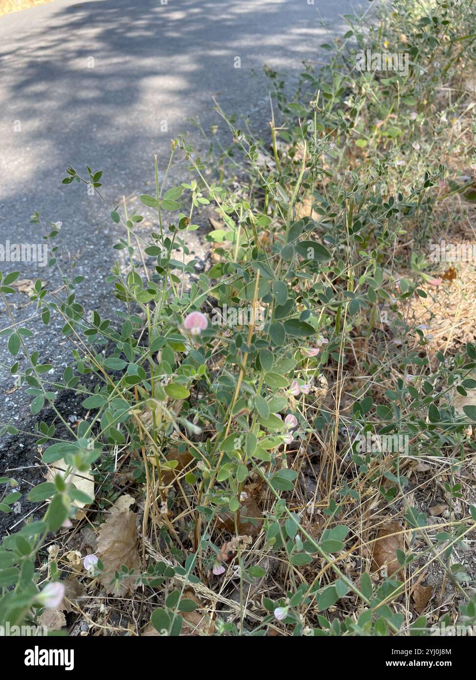 Spanish clover (Acmispon americanus Stock Photo - Alamy