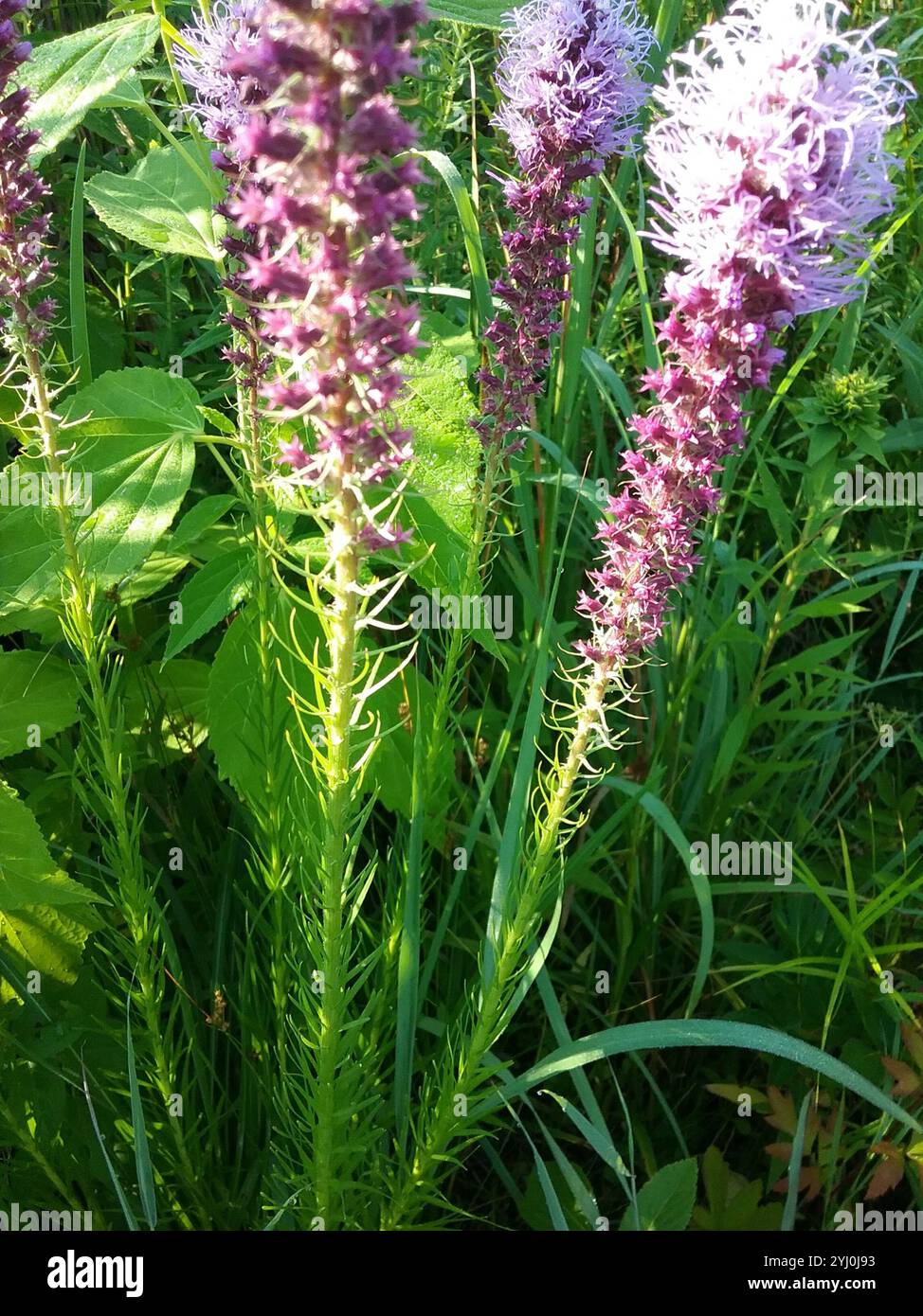 prairie blazing star (Liatris pycnostachya Stock Photo - Alamy