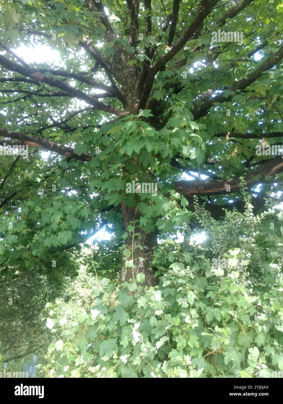 sycamore maple (Acer pseudoplatanus Stock Photo - Alamy