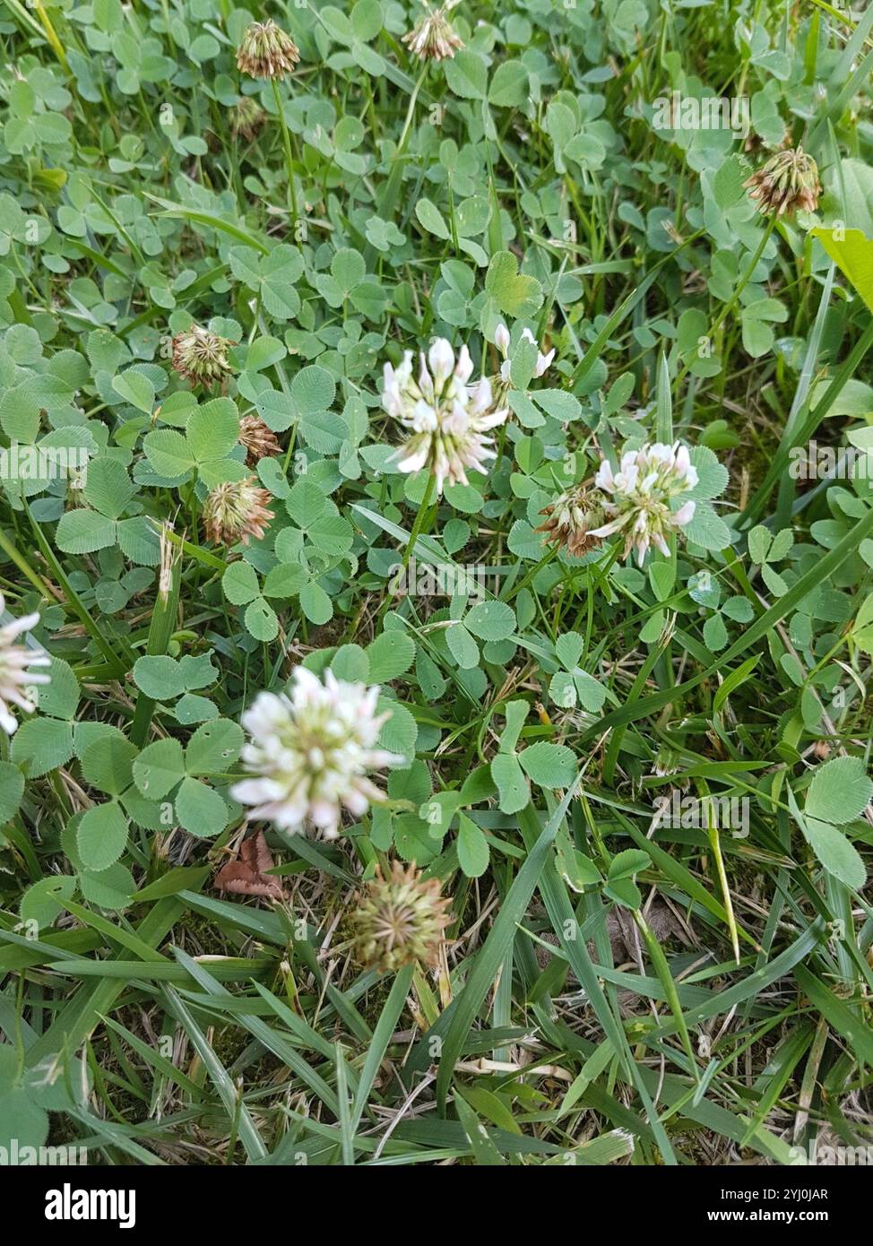 white clover (Trifolium repens Stock Photo - Alamy