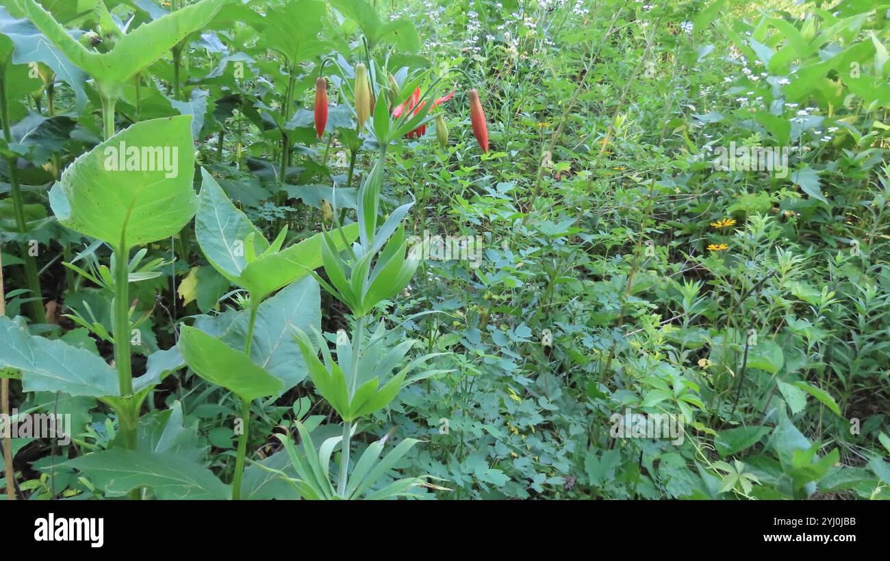 Michigan lily (Lilium michiganense Stock Photo - Alamy