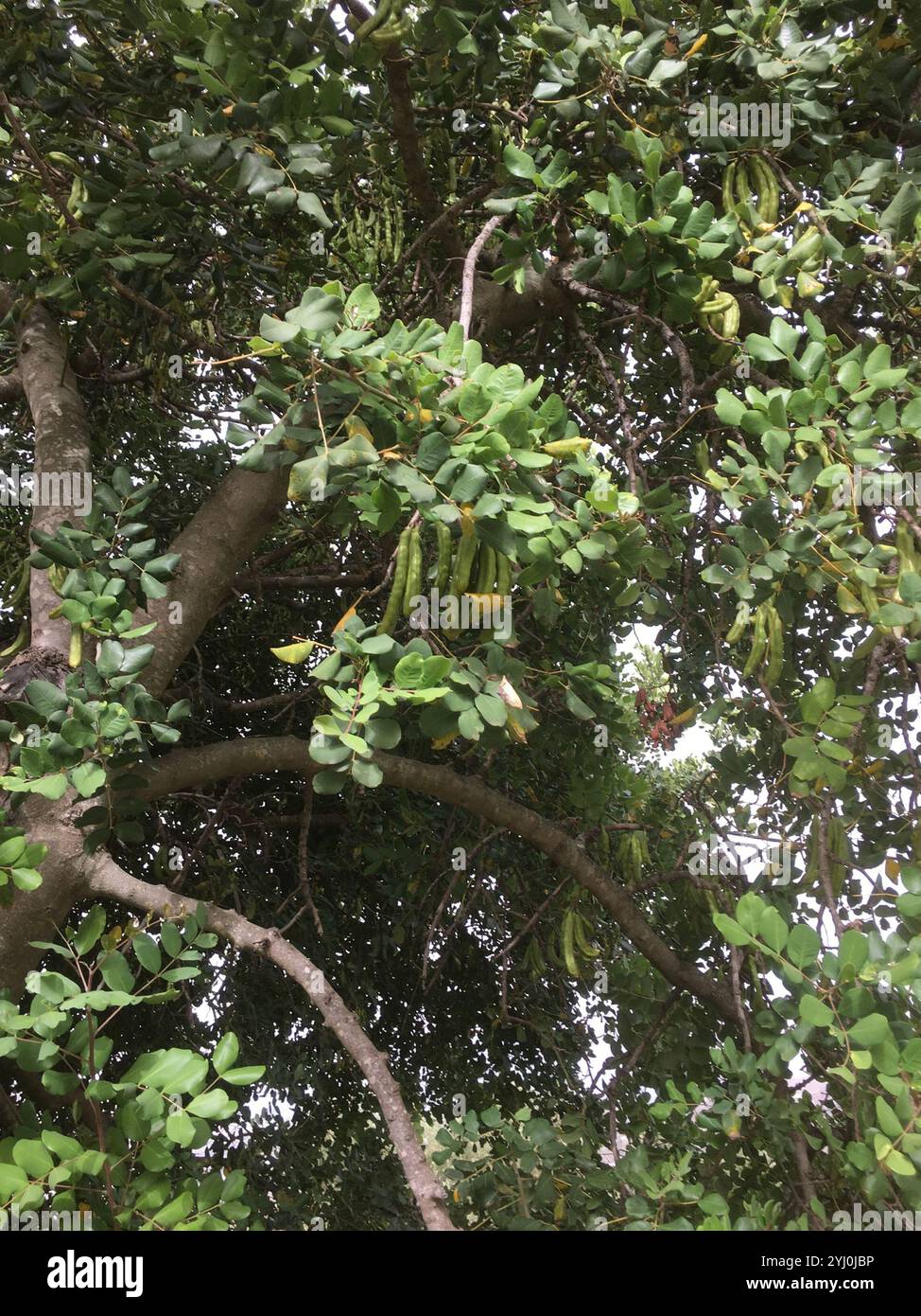 carob tree (Ceratonia siliqua Stock Photo - Alamy