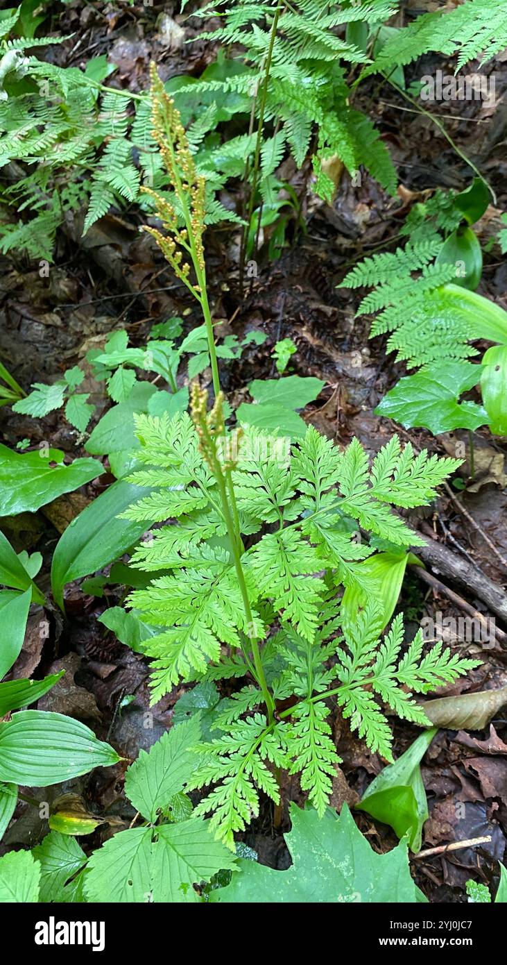 rattlesnake fern (Botrypus virginianus Stock Photo - Alamy