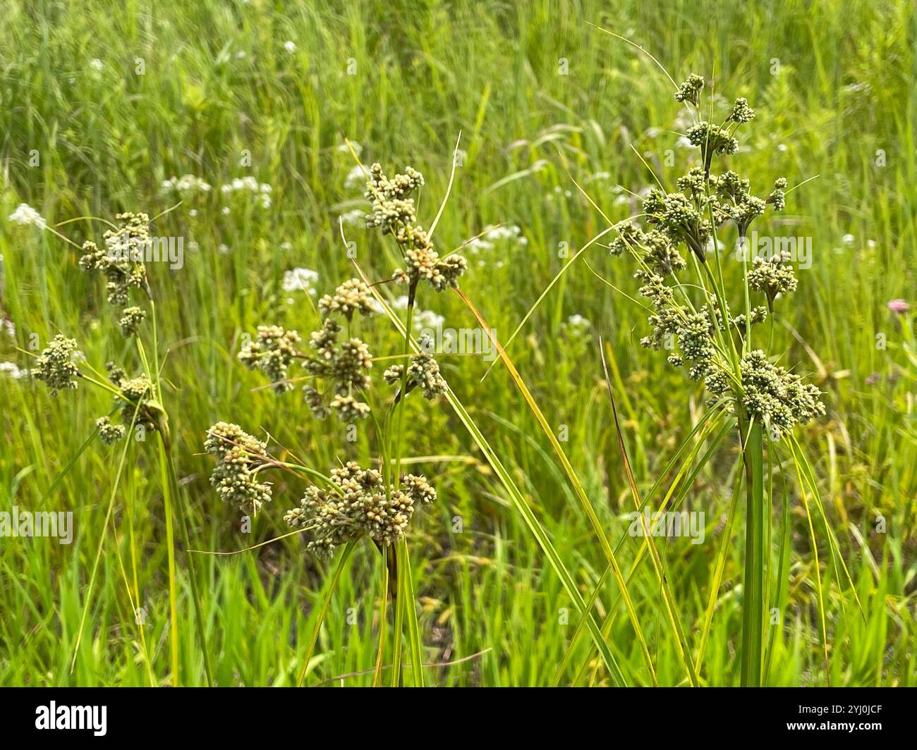 dark green bulrush (Scirpus atrovirens Stock Photo - Alamy