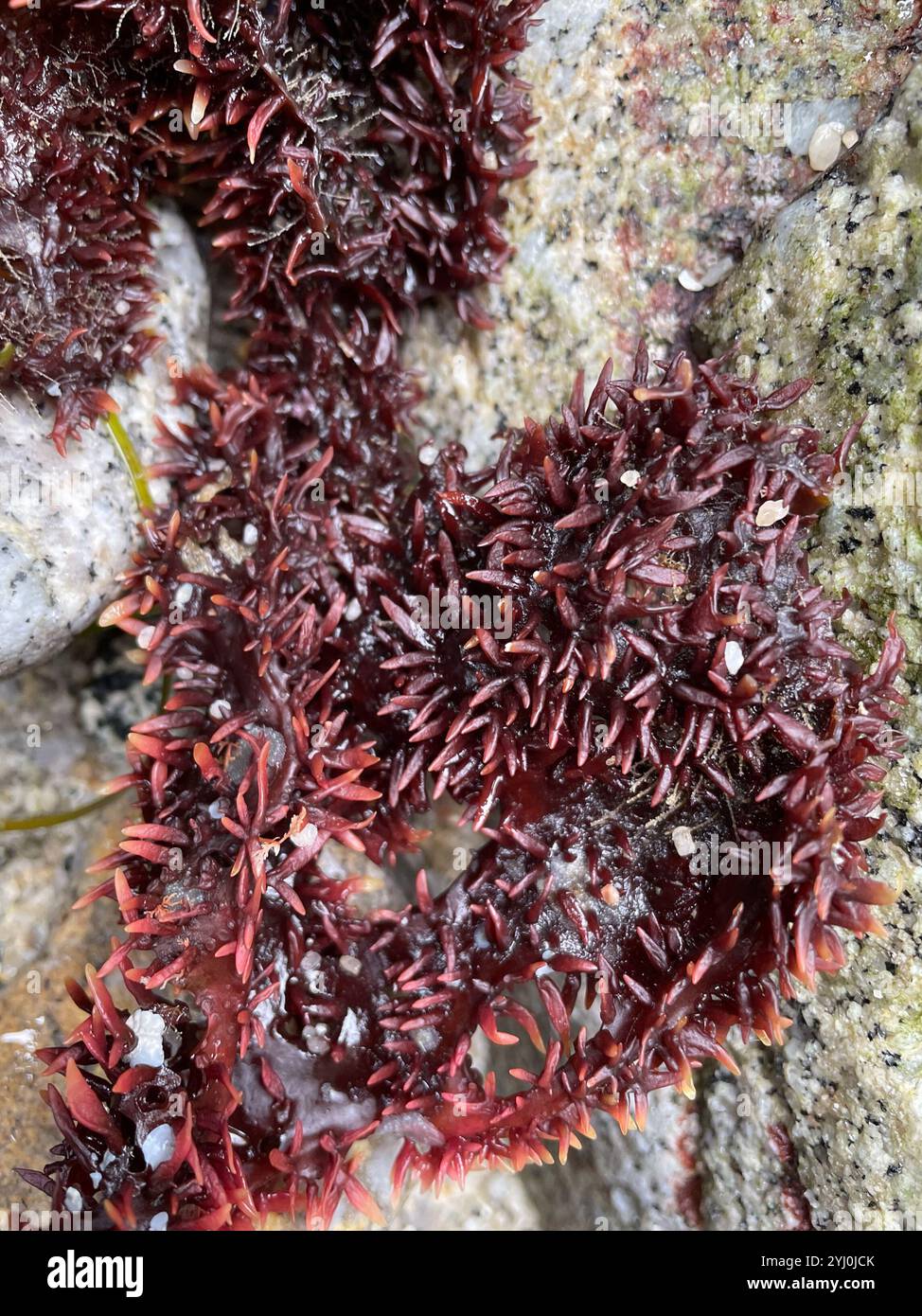 red algae (Rhodophyta Stock Photo - Alamy