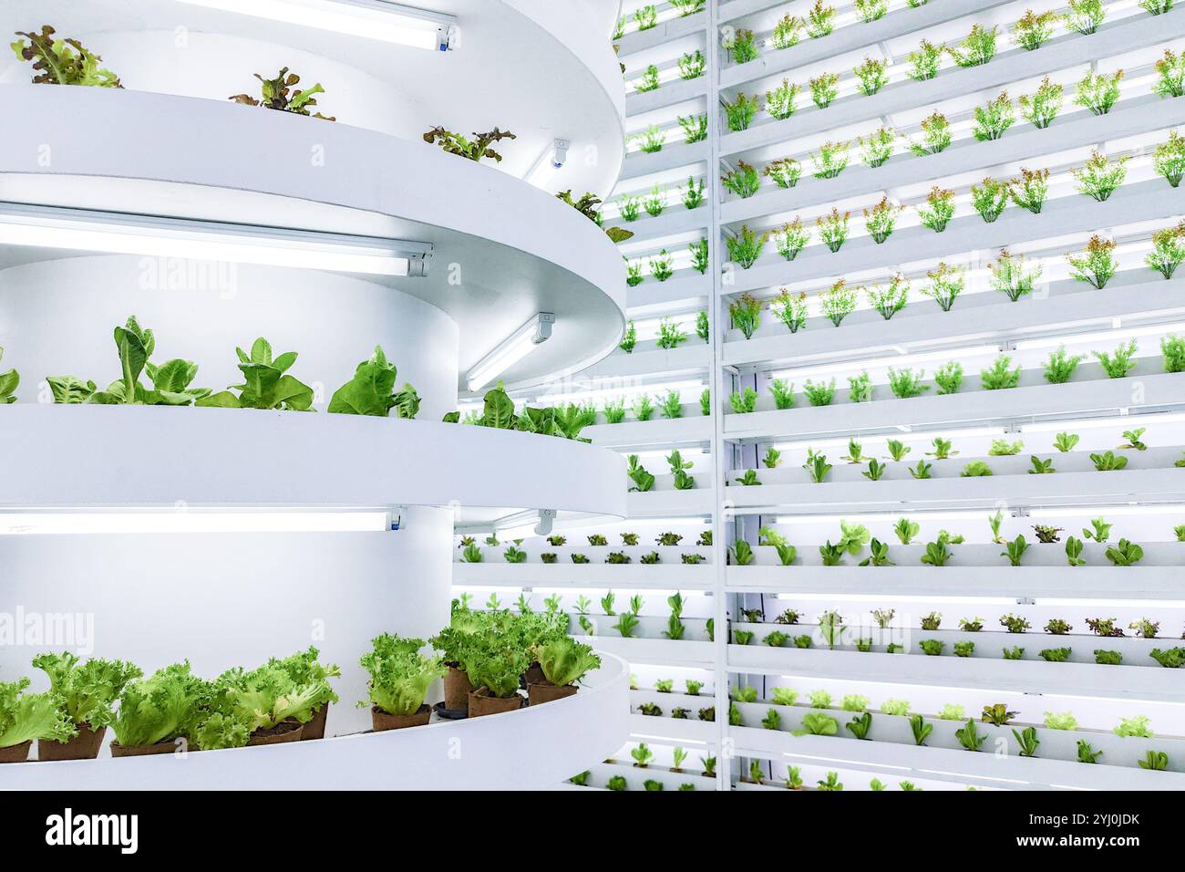 Indoor vertical farm with multiple layers of hydroponic plants under ...