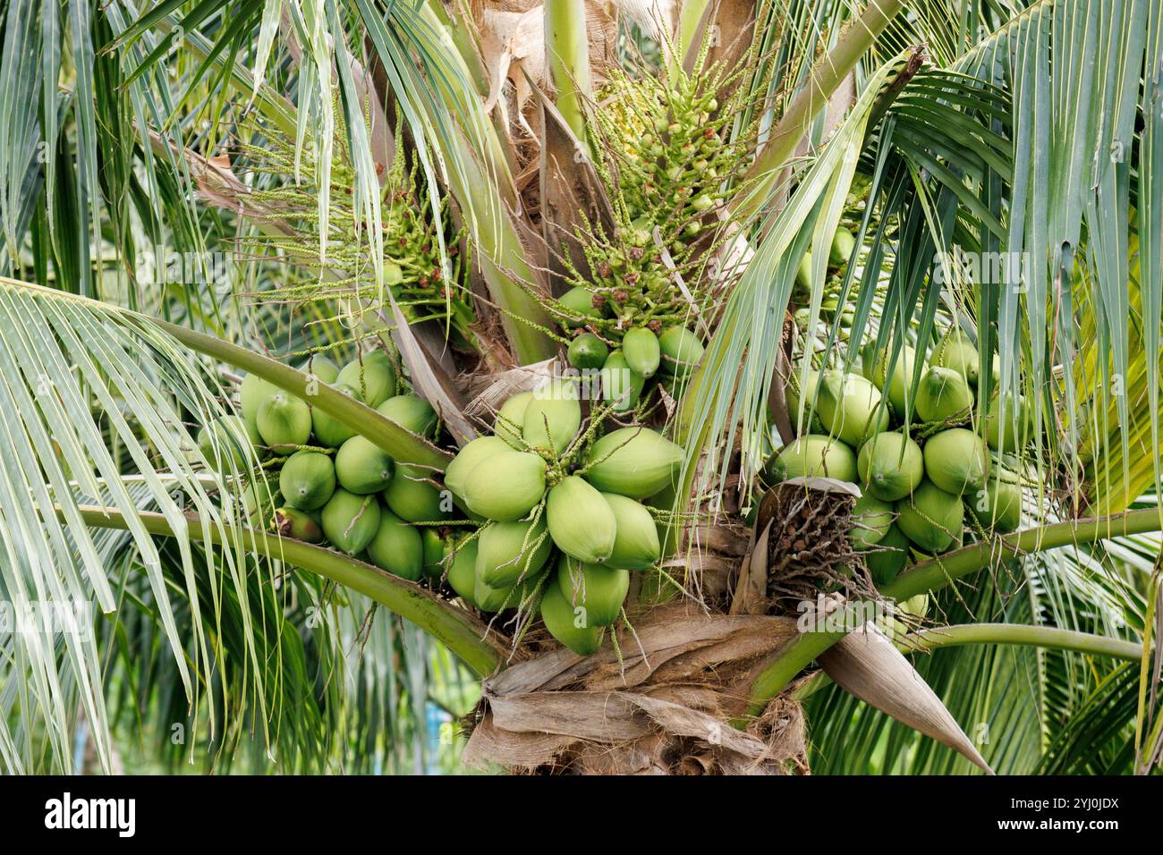 Aromatic Young Coconut tree farm. tropical green coconut fruit growth ...