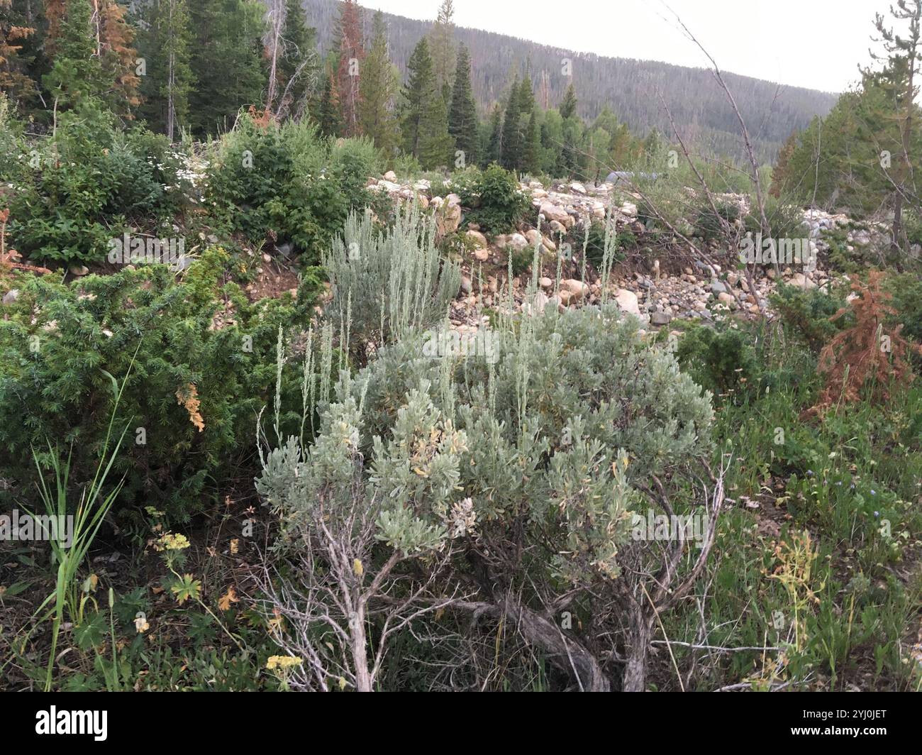 Big Sagebrush (Artemisia tridentata Stock Photo - Alamy
