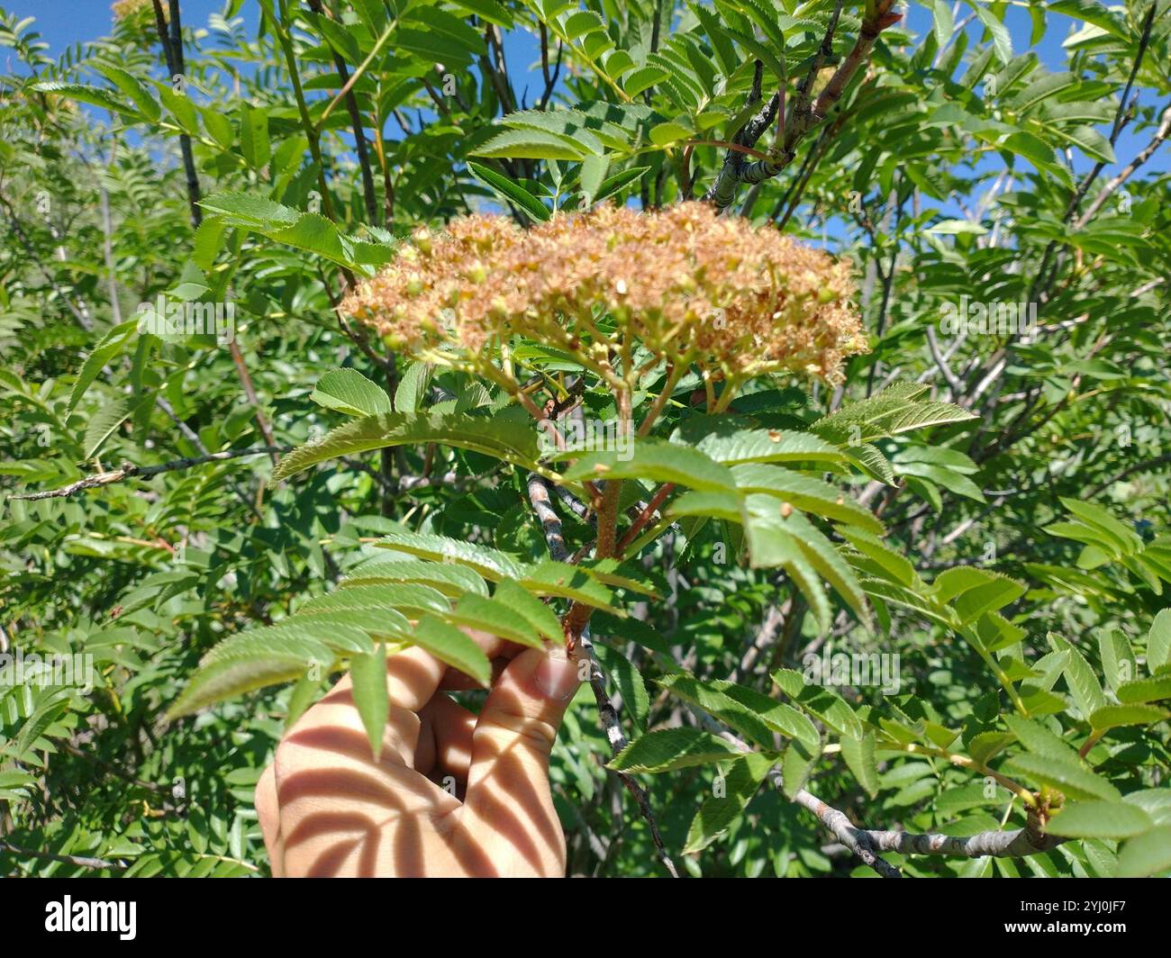 Greenes mountain ash hi-res stock photography and images - Alamy