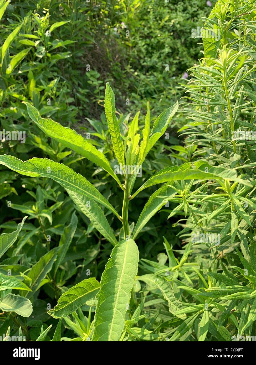 Wingstem (Verbesina alternifolia Stock Photo - Alamy
