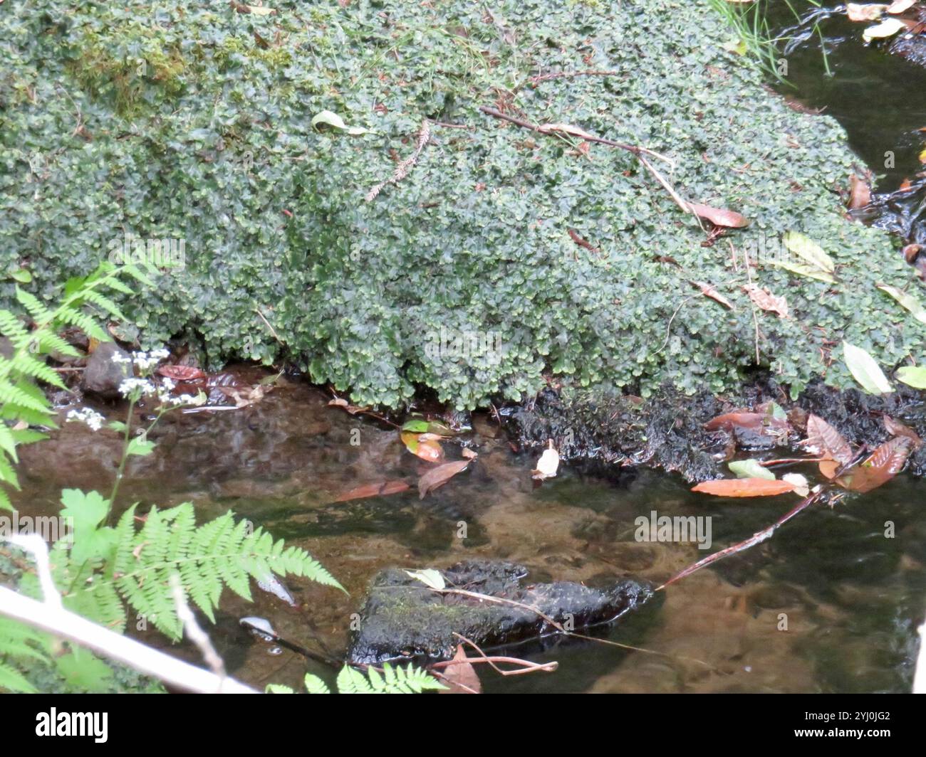 Complex thallose liverworts (Marchantiales Stock Photo - Alamy