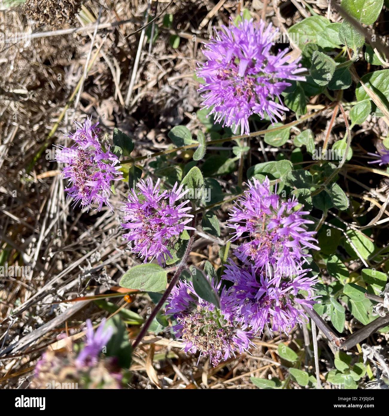 Coyote Mint (Monardella villosa Stock Photo - Alamy