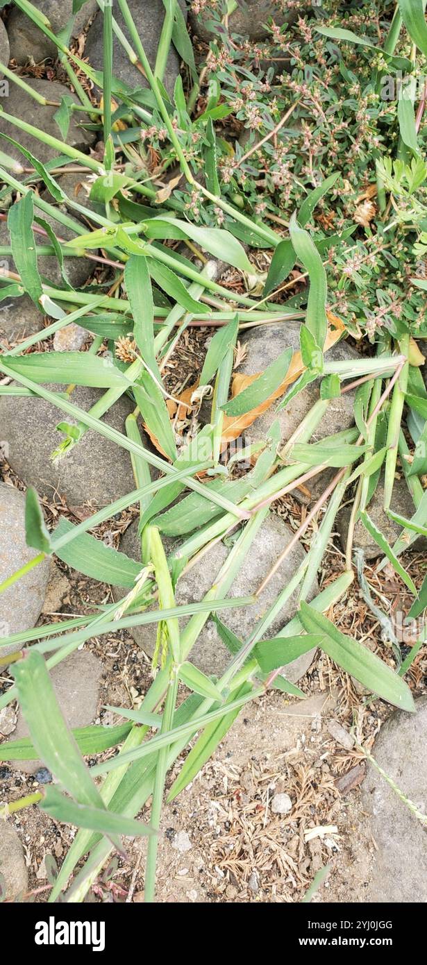 Hairy Crabgrass (Digitaria sanguinalis Stock Photo - Alamy