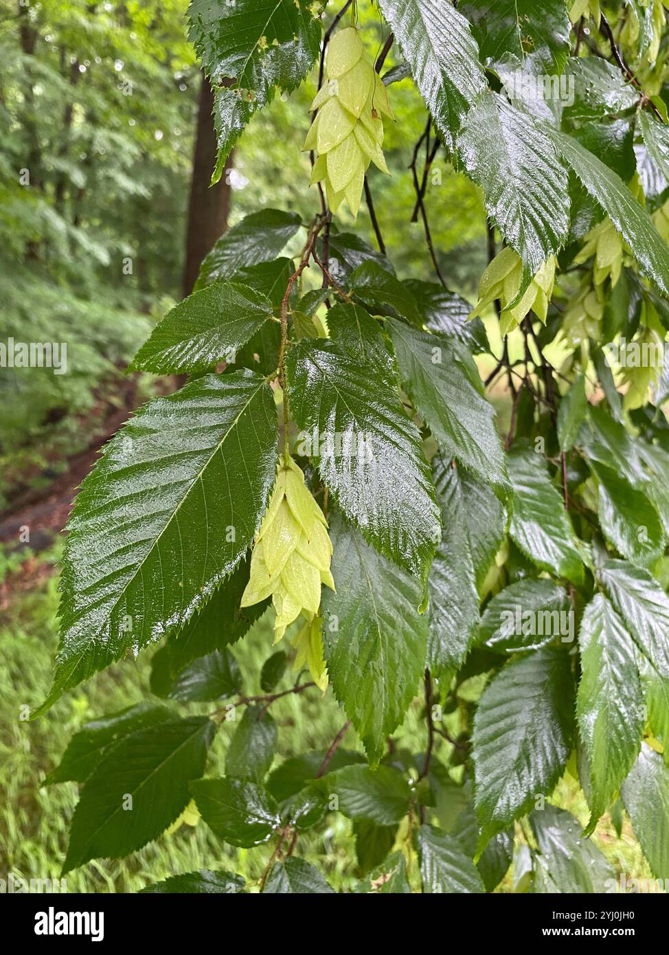 American hophornbeam (Ostrya virginiana Stock Photo - Alamy