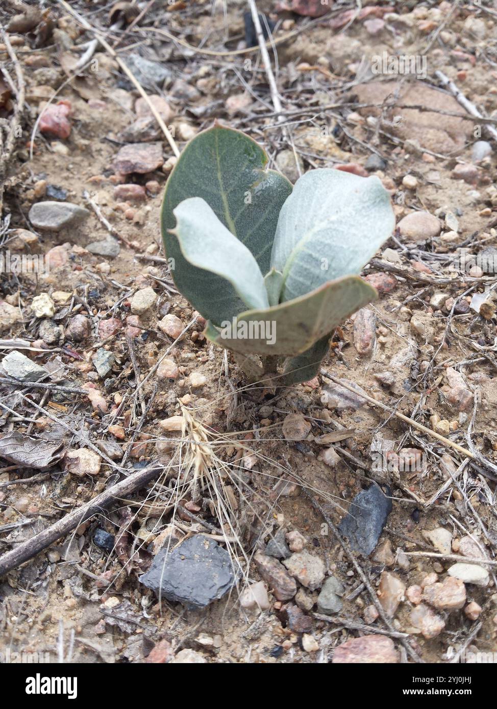 broadleaf milkweed (Asclepias latifolia Stock Photo - Alamy