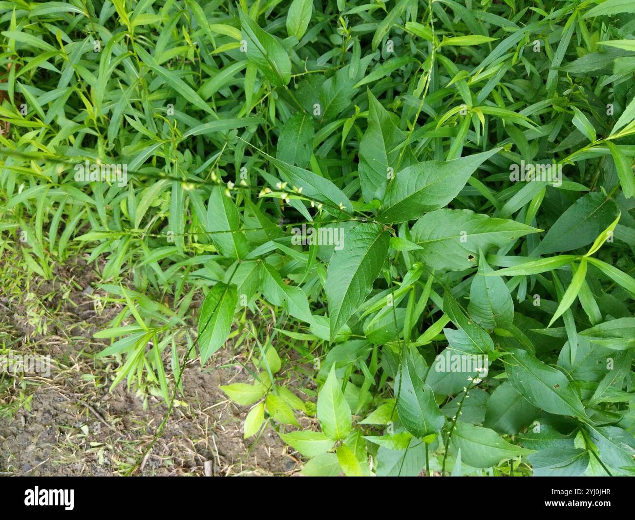 American jumpseed (Persicaria virginiana Stock Photo - Alamy