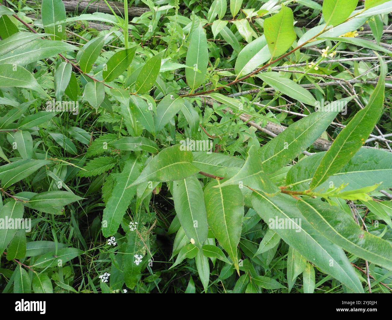 Laurel willow (Salix pentandra Stock Photo - Alamy