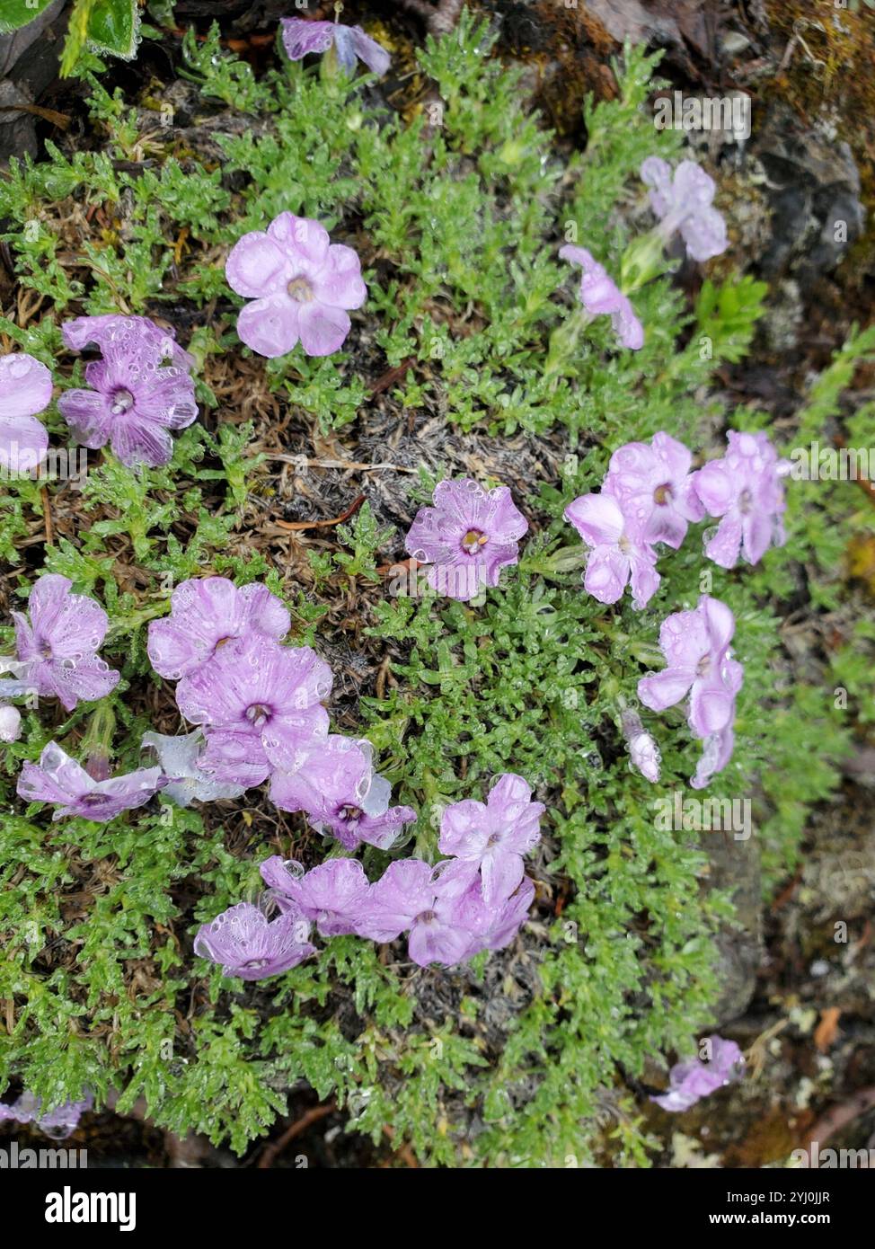 spreading phlox (Phlox diffusa Stock Photo - Alamy