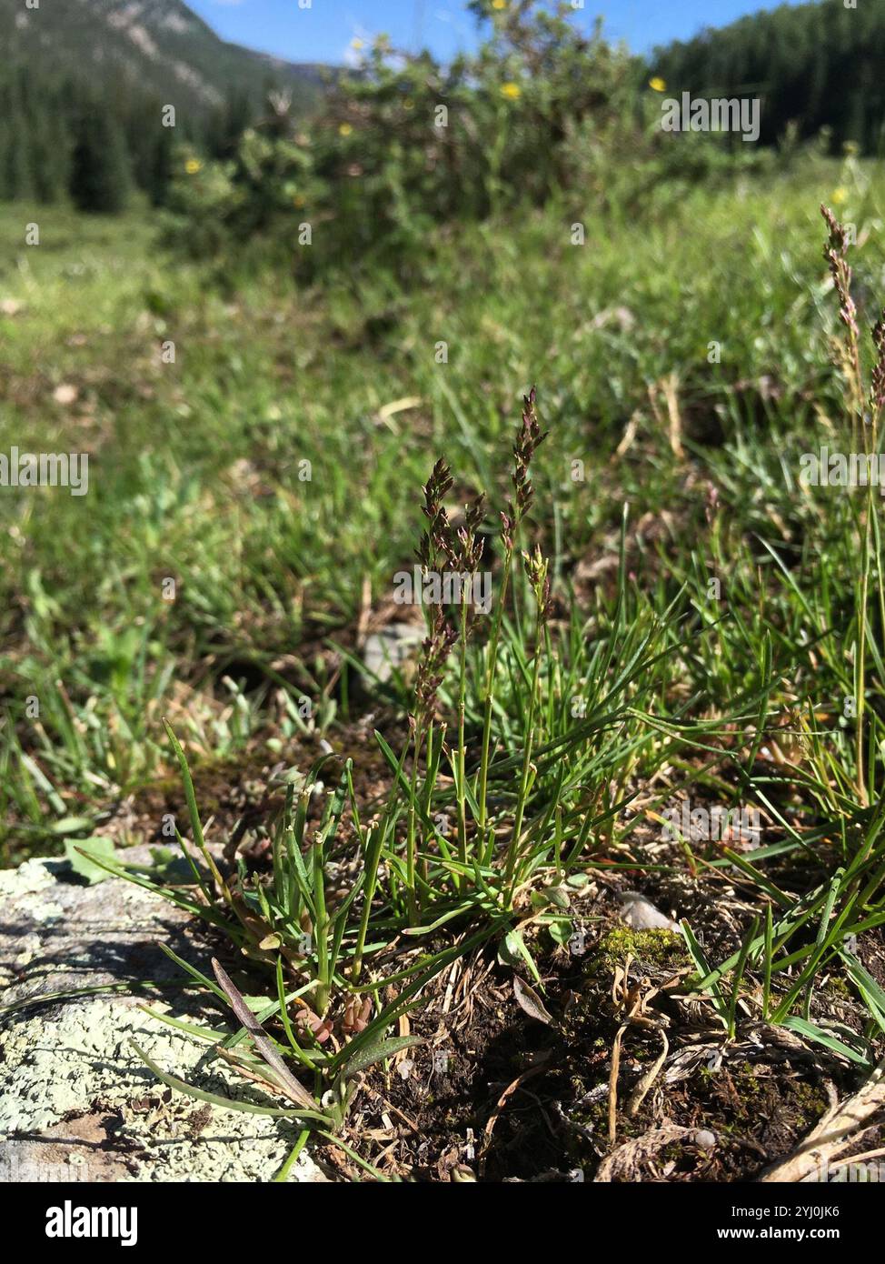 Poa alpine hi-res stock photography and images - Alamy