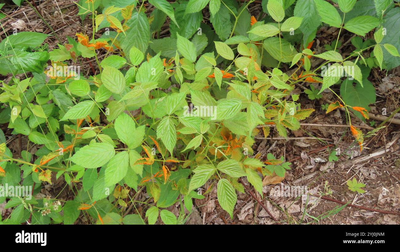 blackberry orange rust (Gymnoconia peckiana Stock Photo - Alamy