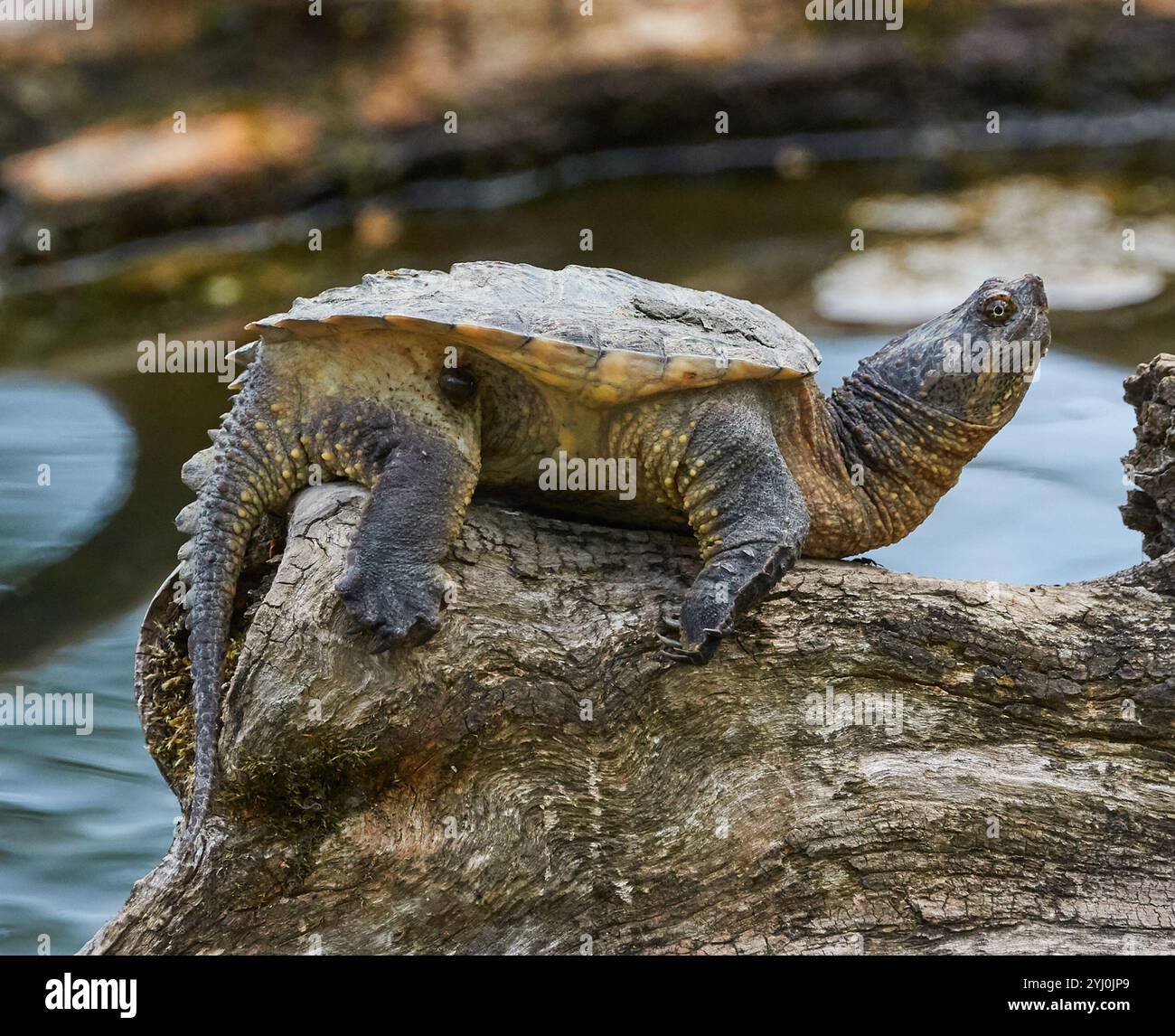 Common Snapping Turtle (Chelydra serpentina Stock Photo - Alamy