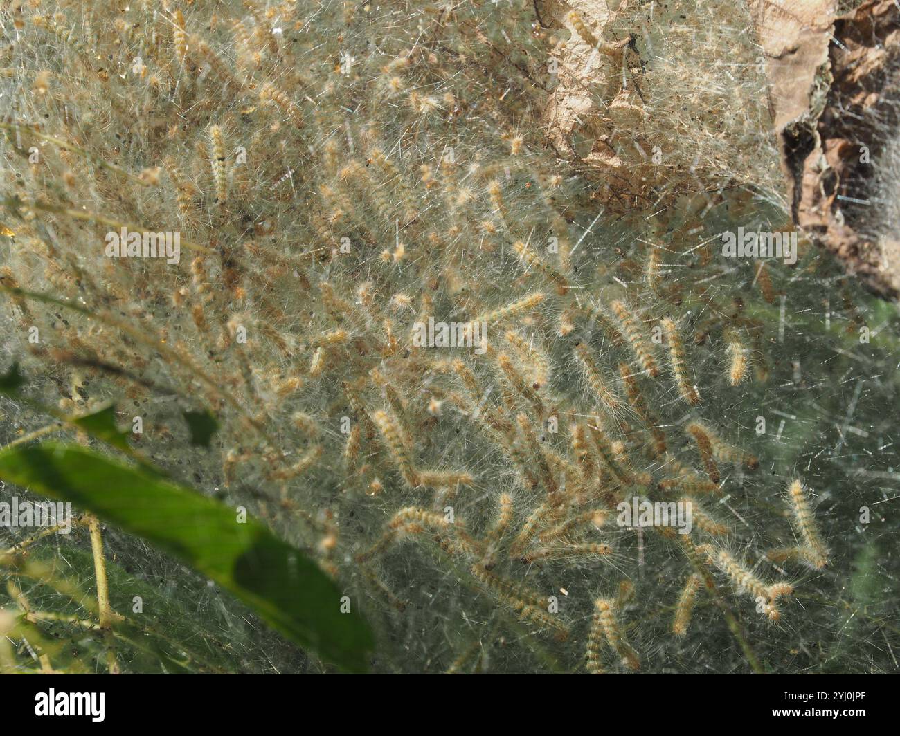 Fall Webworm Moth (Hyphantria cunea Stock Photo - Alamy